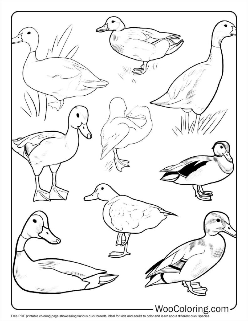 100+ Duck coloring pages (Free PDF To Print) | Woo Coloring